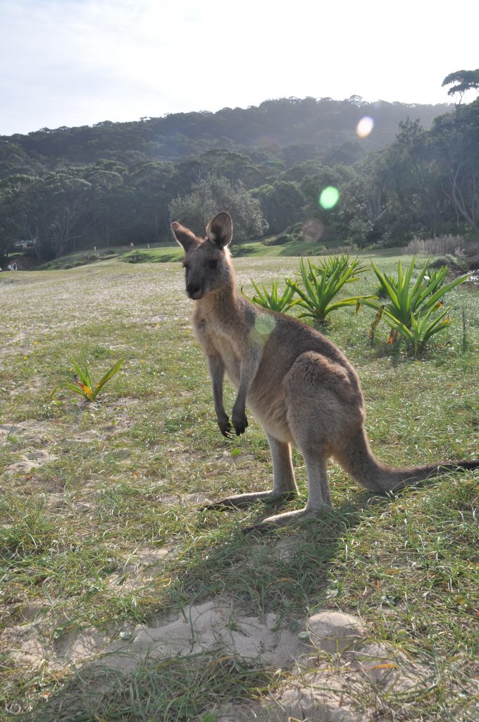 Sydney To Melbourne- Australia Road Trip Itinerary - Rentalmoose